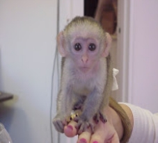  Capuchin/Marmoset Monkeys Whatsapp/Viber +48785742139